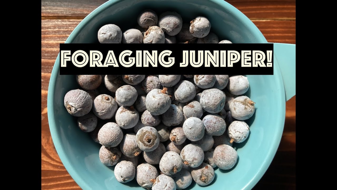 Foraging Juniper Berries: the Local Flavor * Conscious Matter Travels ...