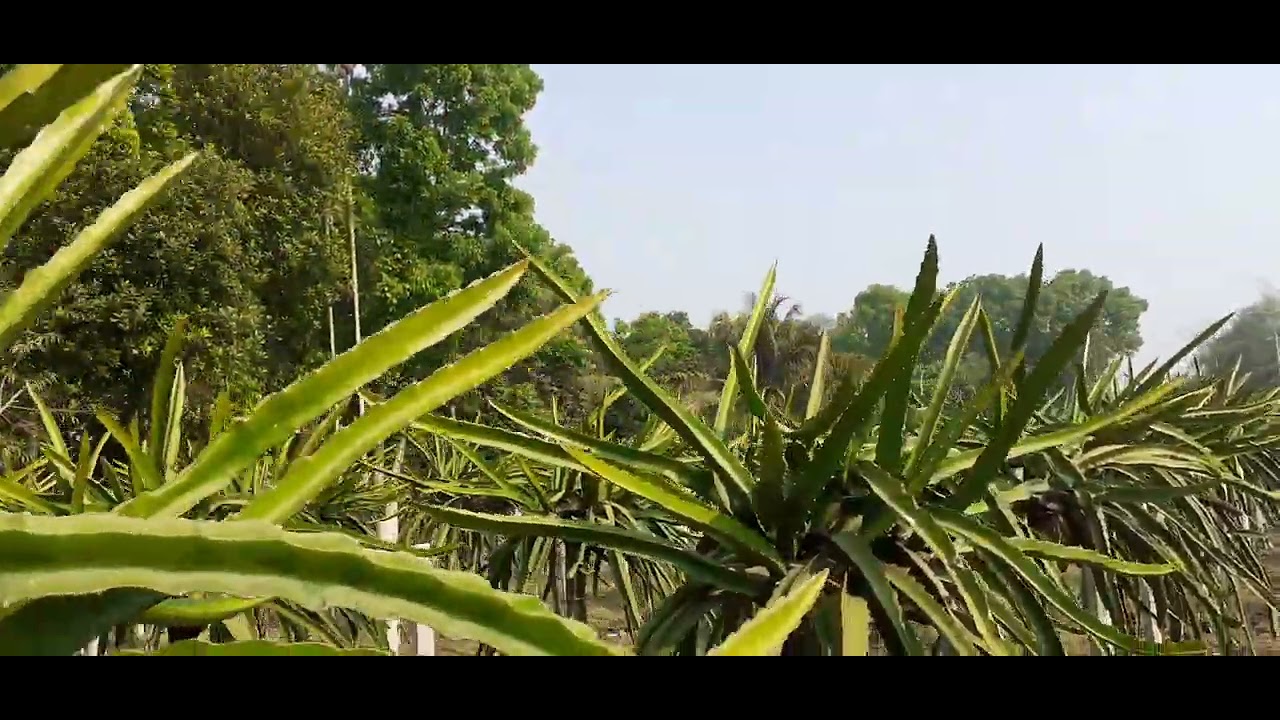 Dragon groth report 22-03-2023... dragon fruit gerden jessore sadar ...