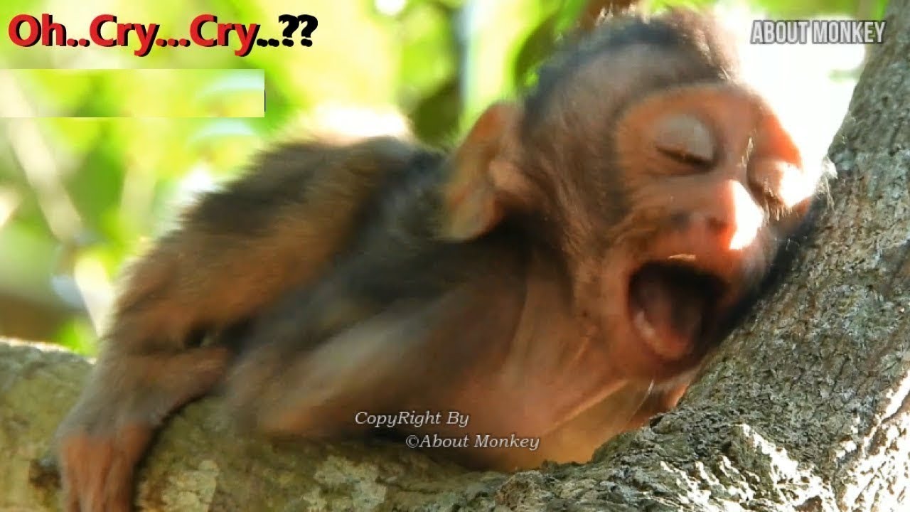 Breaking Heart to See Poor Baby Monkey Crying Without Caring From Her ...