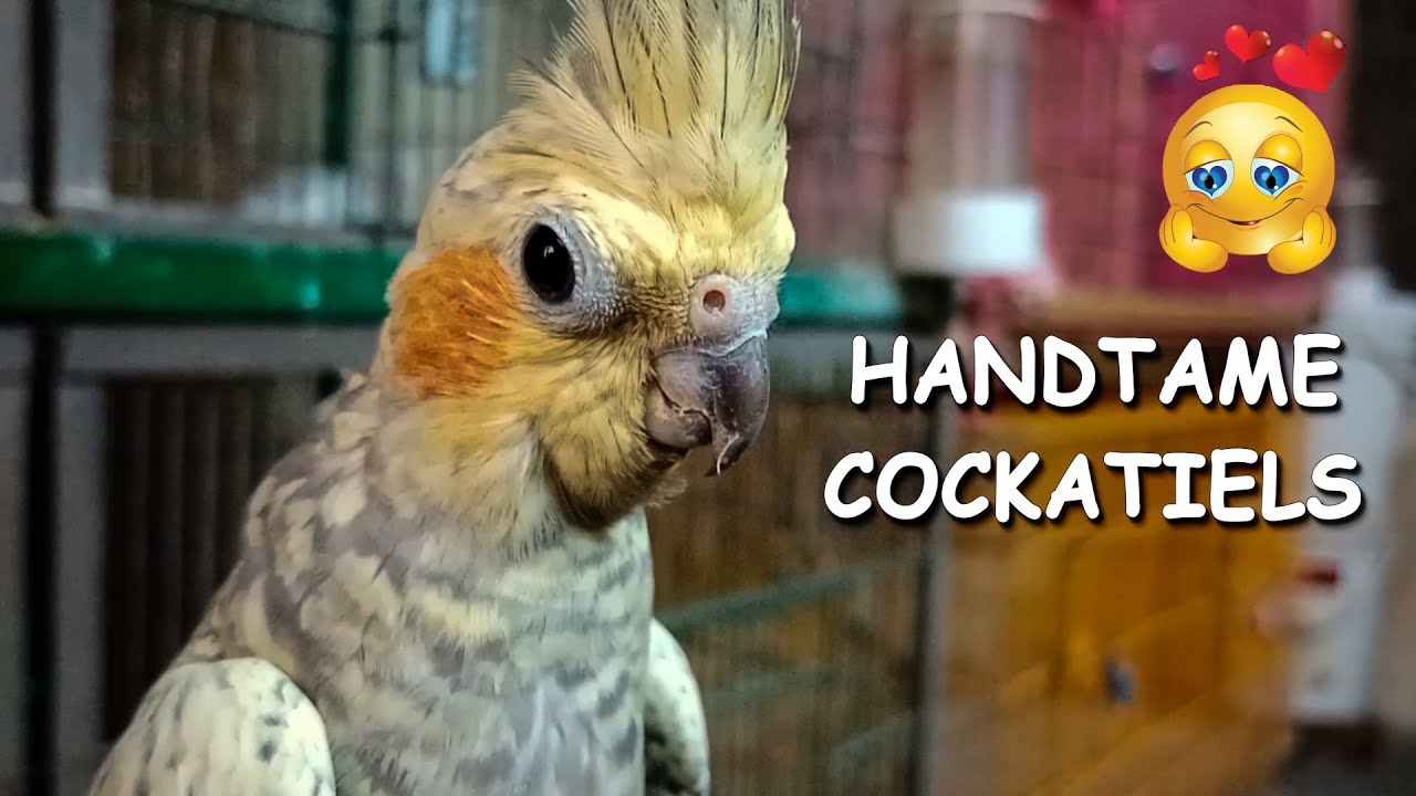 Cockatiel Bird Funny and Cute | hath ne ana wale parrot - YouTube