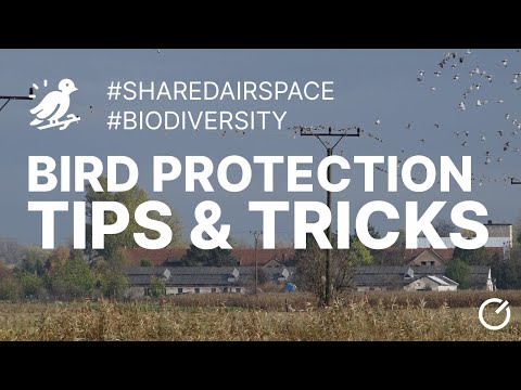 Protecting birds around power lines: Solutions & implementation issues ...