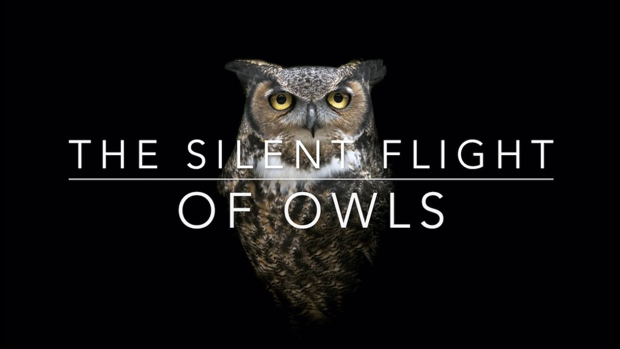 The Silent Flight of Owls - YouTube