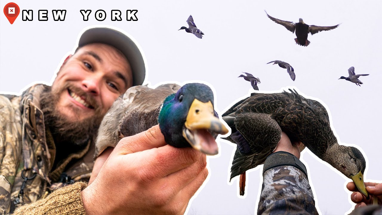 DRY FIELD DUCK HUNTING | Mallards and Black Ducks! - YouTube