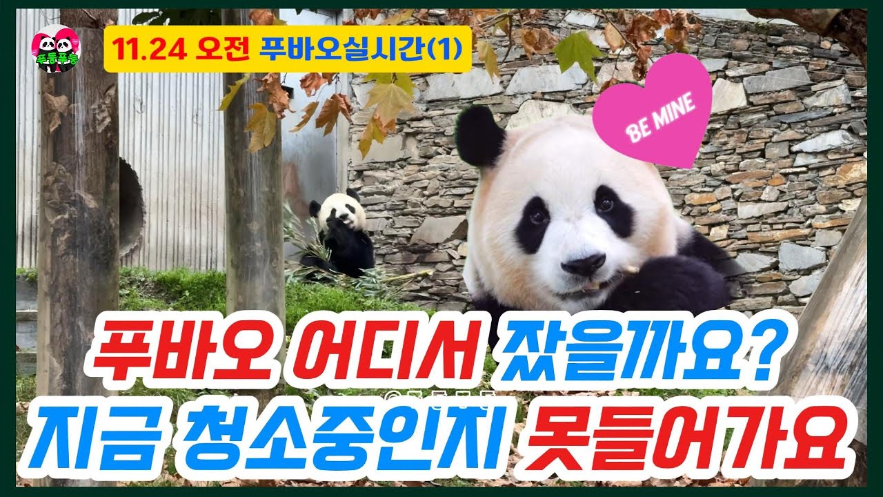 ð1124 ì€ì 1 ížë°ì€ ë°€ì ì¢ìê¿ê¿šìŽð¥ìì¹šëš¹ê³ ì°ì±
íë ë ë³Žê³ ì¶ìŽ~ ížë°ì€ê·Œí© ížë°ì€ì€ìê° Fubao ížë°ì€ Panda çŠå® çç« Youtube