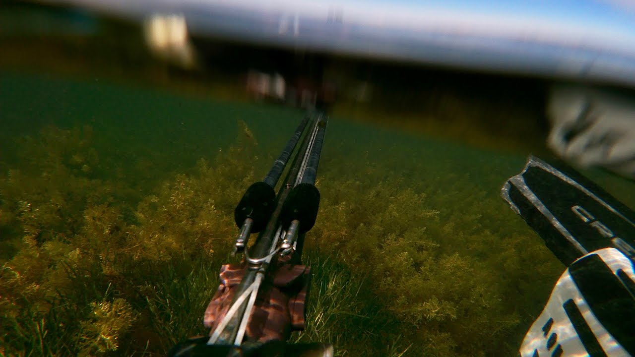 FLATHEAD Spearfishing 2023 Edition - YouTube