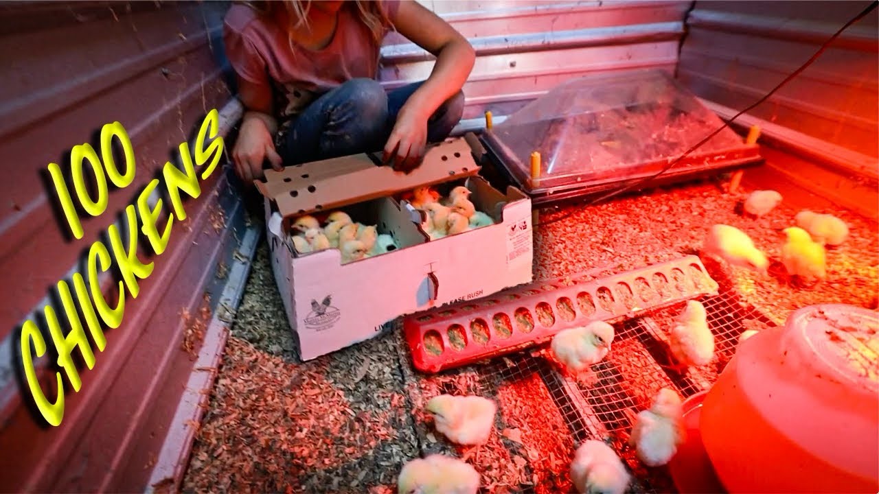 100+ Chicks Arrive in the Mail Hungry - YouTube