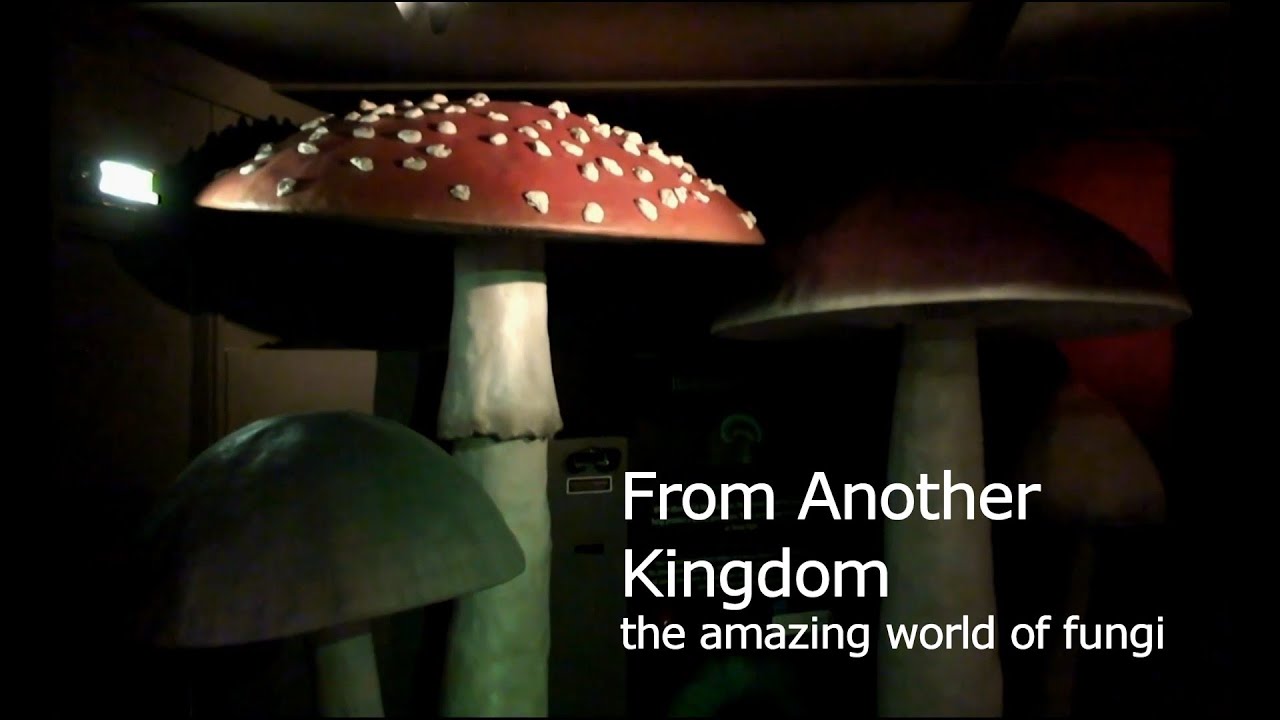 From Another Kingdom: The amazing world of fungi (exhibition ...