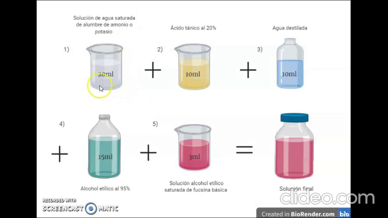 Tincion de Leifson - YouTube