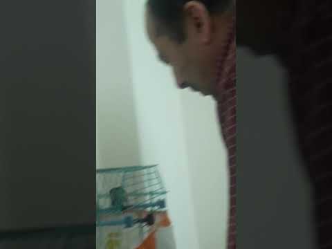 Horon oynayan muhabbet kusu