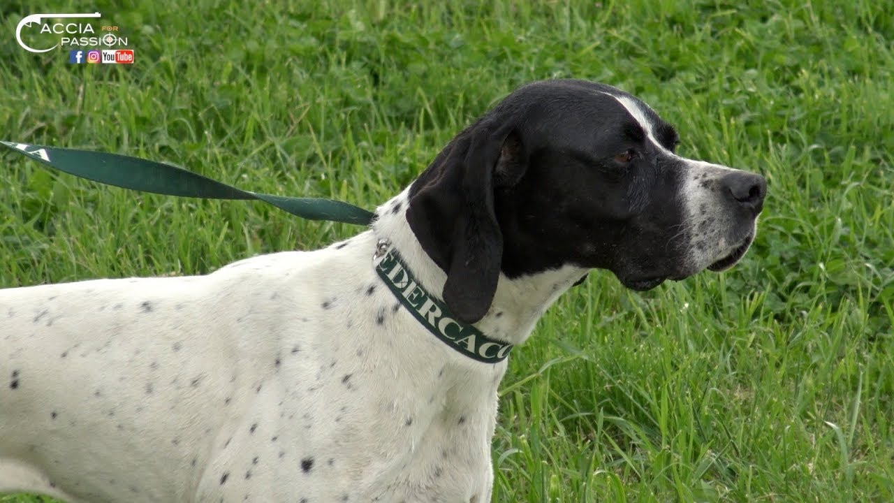 Cani da FERMA _ Gara Cinofila su Quaglie con ABBATTIMENTO _ EnalCaccia ...