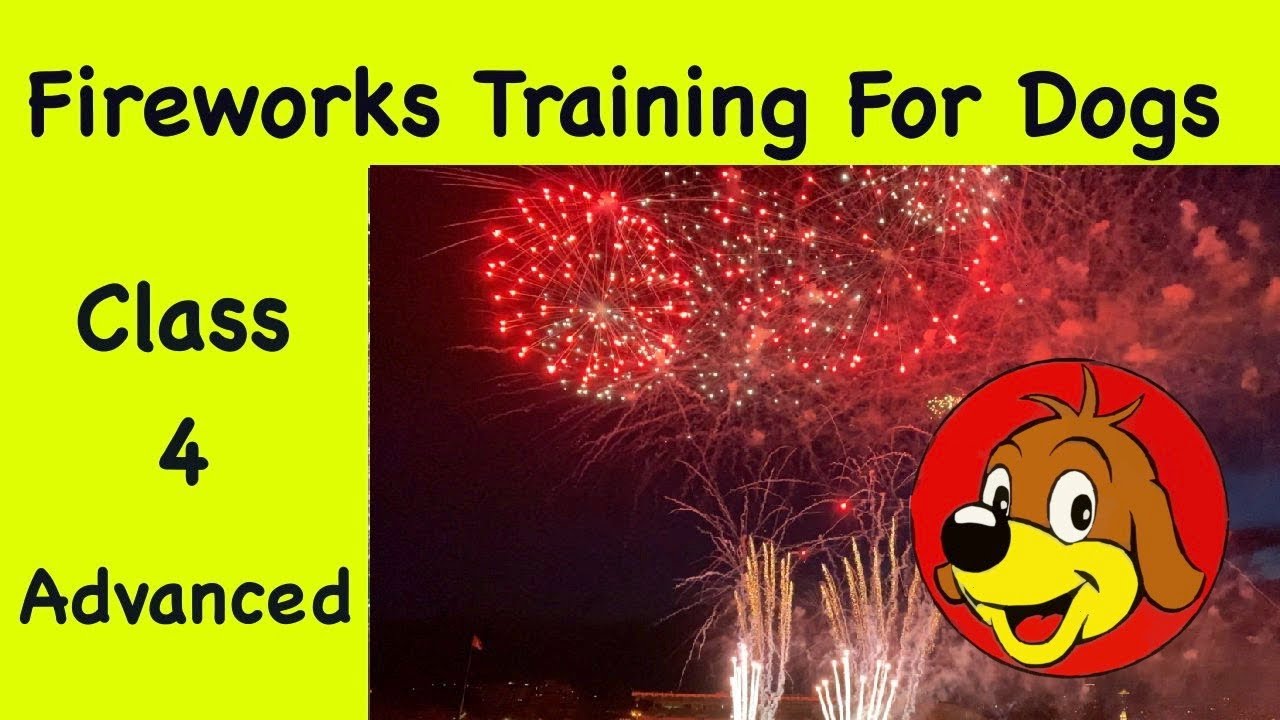 Fireworks Sounds For Dogs / Puppies Training 💖 Desensitisation To Calm ...