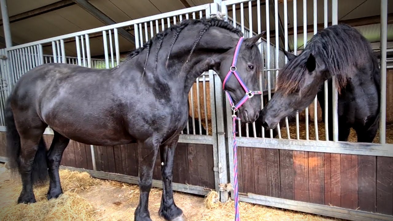 Cleaning horse hooves and more. Queen👑Uniek spa day part 4 | Friesian ...