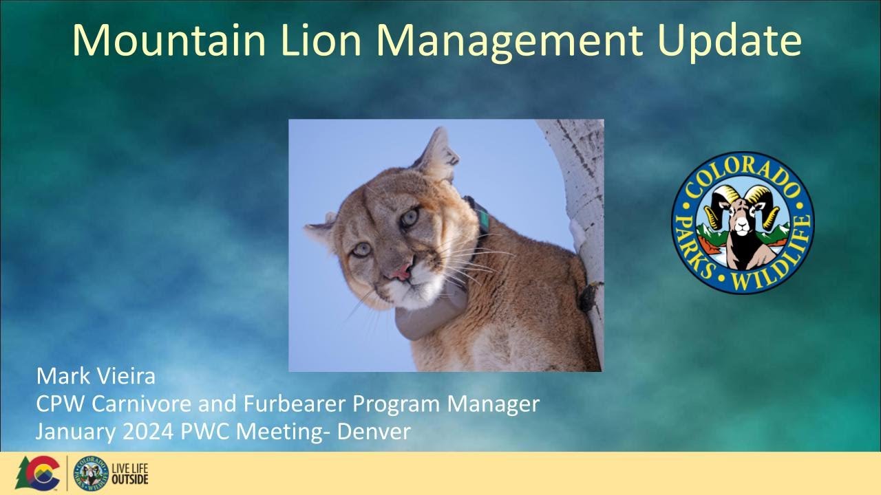 Colorado Parks and Wildlife | Mountain Lion Management Update - YouTube