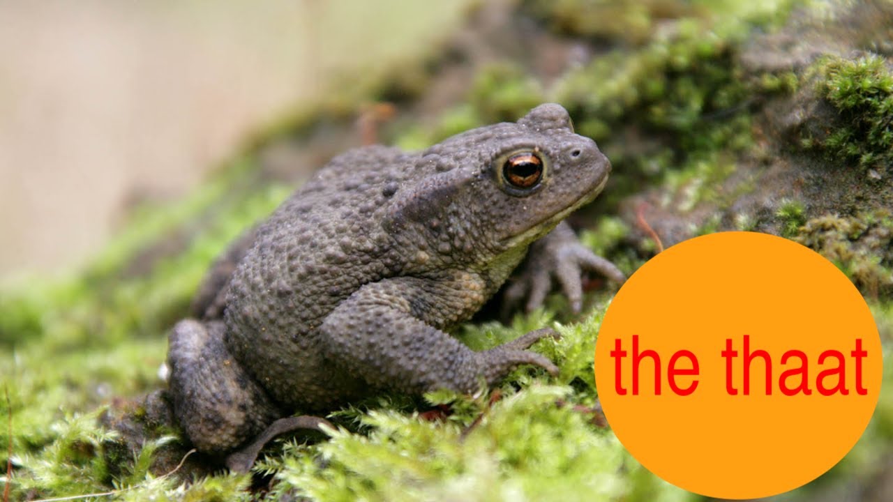 Crazy frog Toad , Vidéo Amazing Frog Sound| Toad ultimate video ...