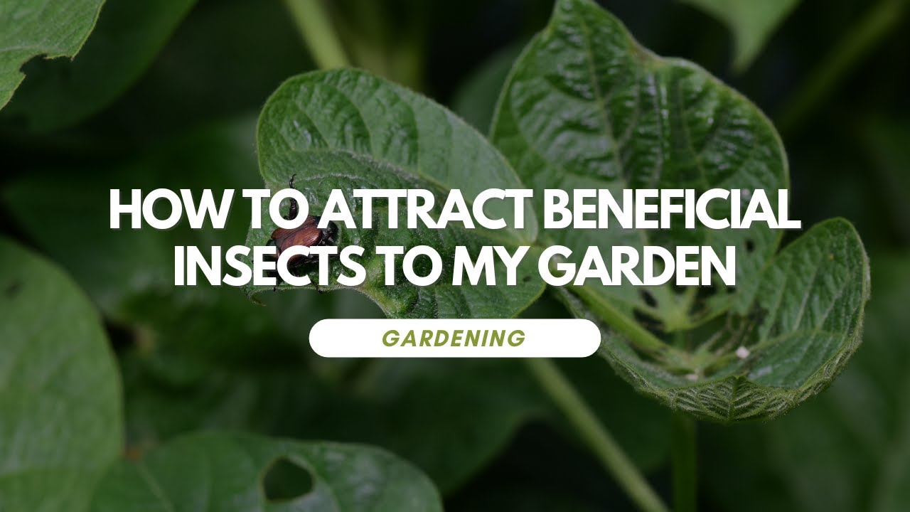 How To Attract Beneficial Insects To My Garden - YouTube