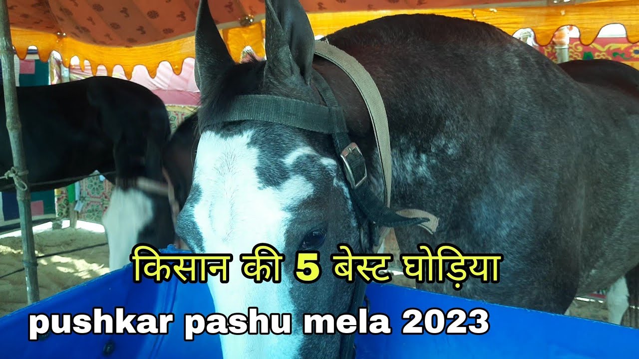 नागौर के किसान नाथू सिंह राठौर की 5 घोड़ियों | pushkar pashu mela 2023 ...