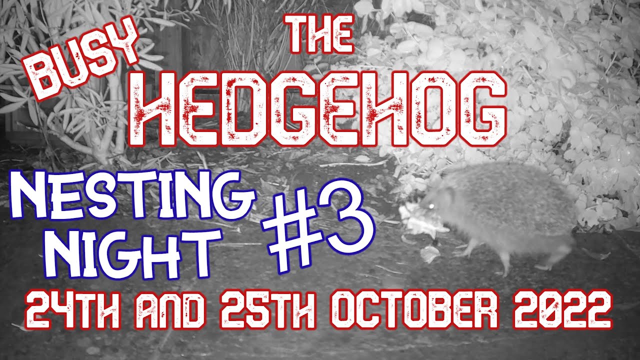 The Busy Hedgehog - Nesting Night #3 - 24th & 25th October 2022 - YouTube