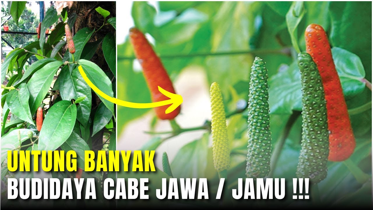 Prospek Bisnis Budidaya Cabe Jawa Sukses Budidaya Cabe Jawa - YouTube