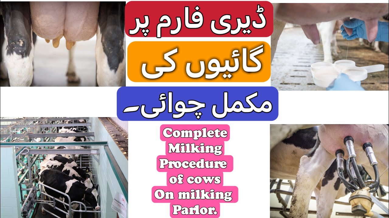 Milking procedure in milking parlor || Dairy farming || milking parlor ...