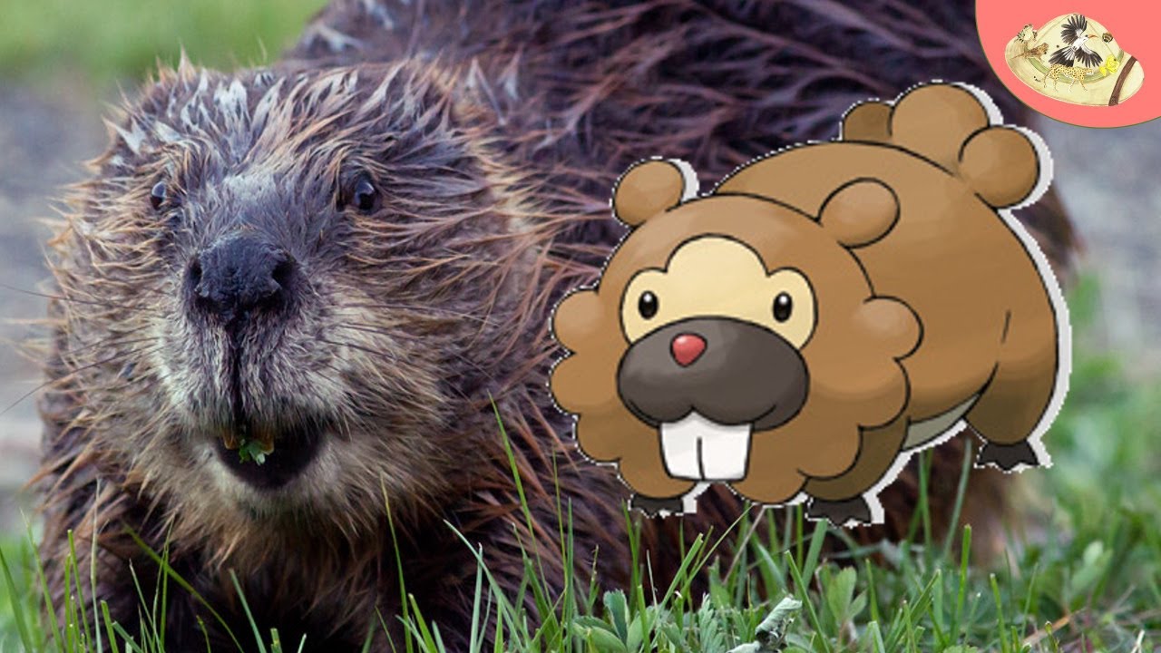 Bidoof in Real Life: A Real Life Pokemon! Animals & Pop Culture - YouTube