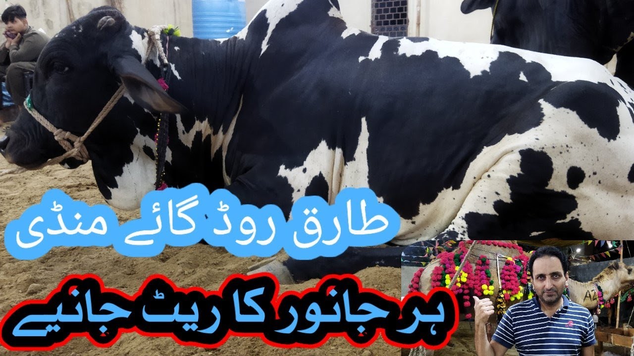 Cow Mandi Tariq Road | Mandi | Bakra Mandi | Gaye Mandi| Barka Eid 2023 ...