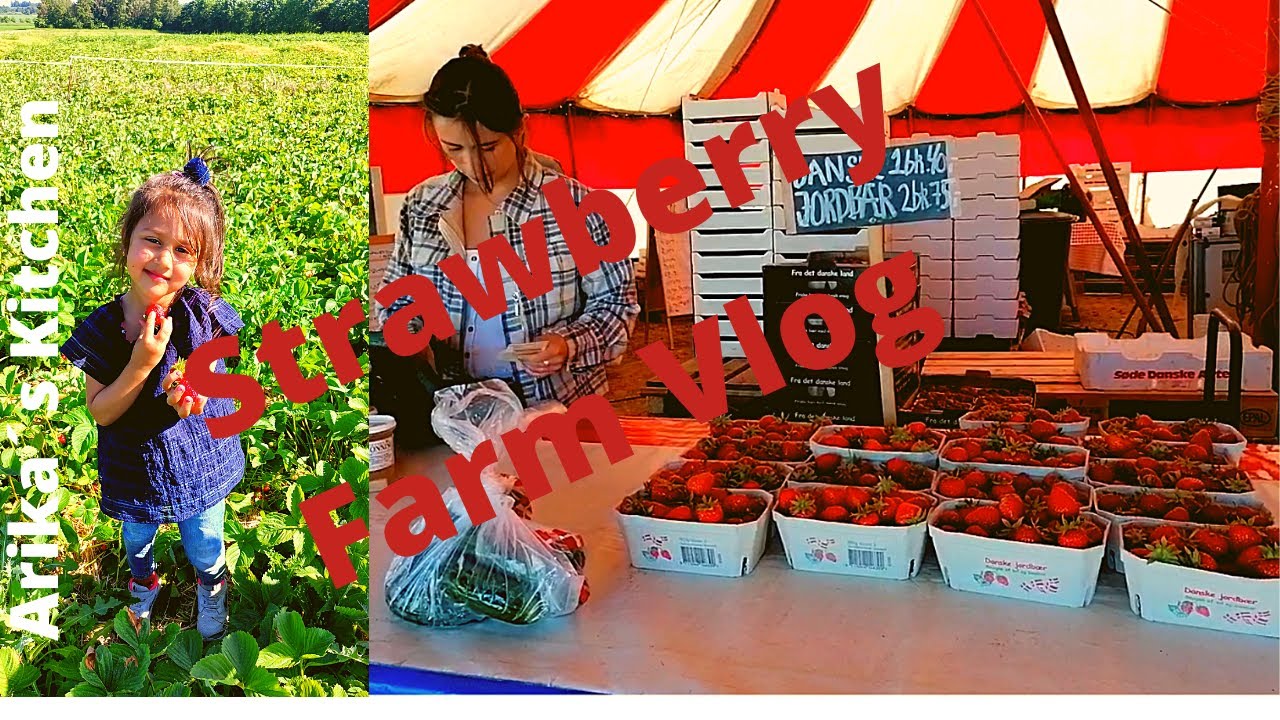 Strawberry Farm Danmark Vlog || Strawberry Picking Vlog by Arika´s ...