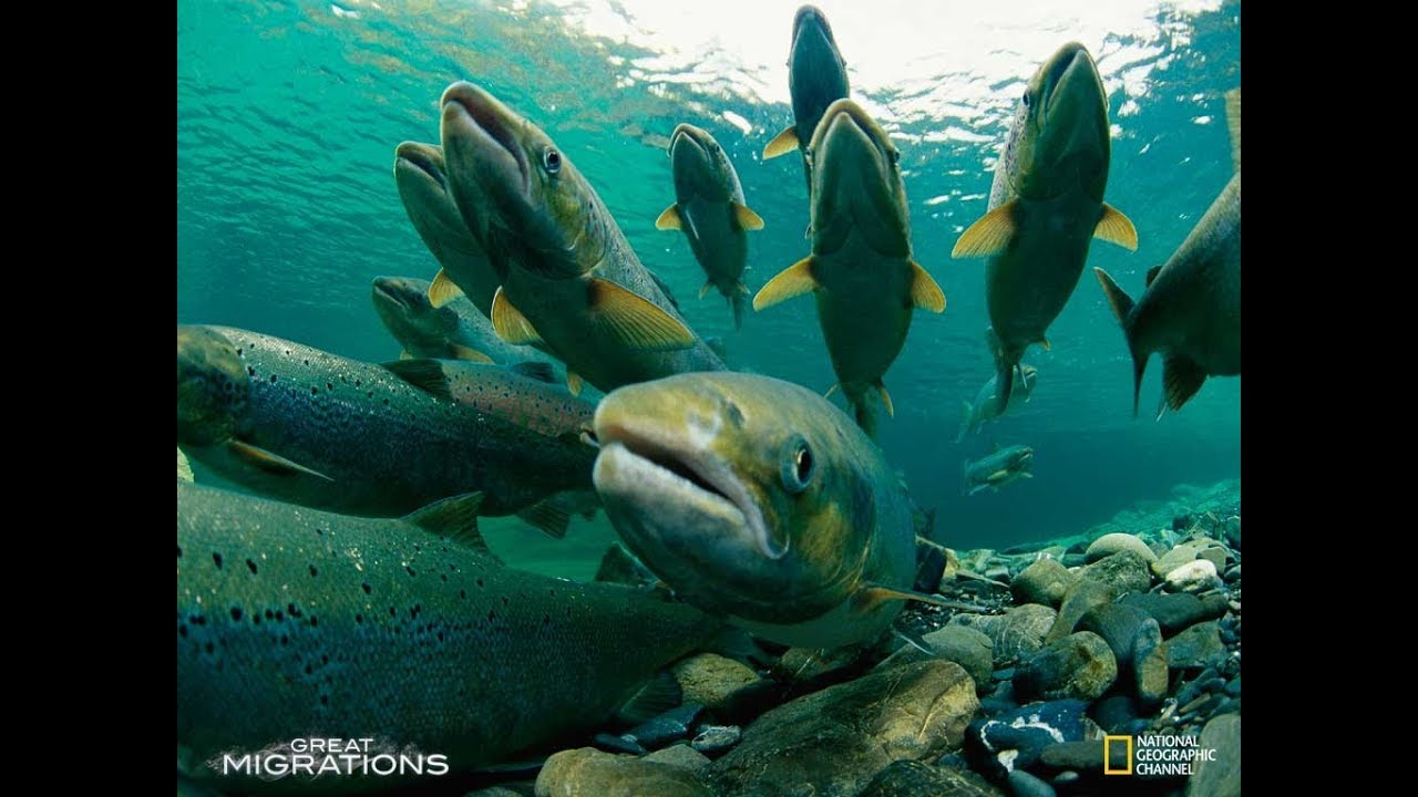 National Geographic Great Migrations Game Pacific Salmon Migration Part ...