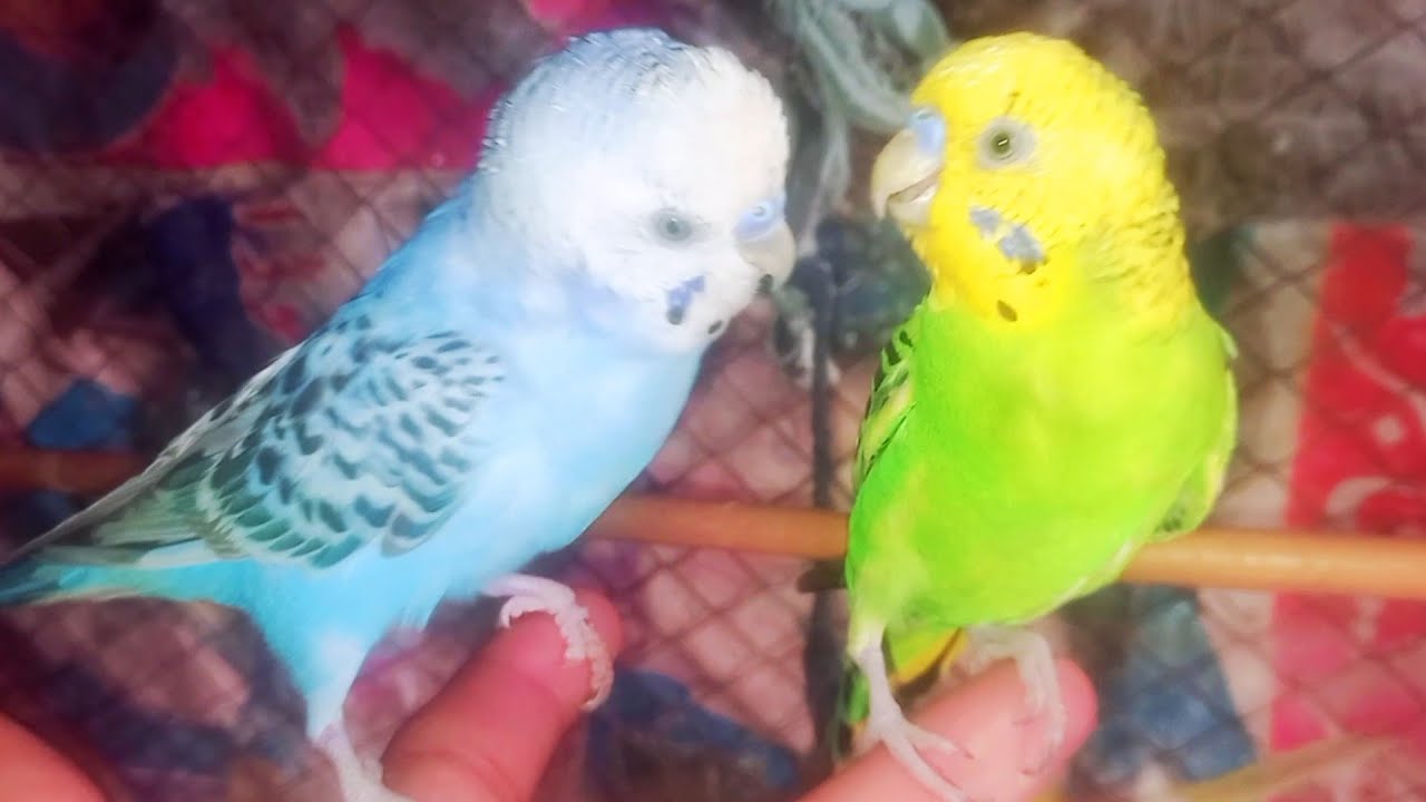 parrots funny fighting movement |blue parrot angry 😠 😡 - YouTube