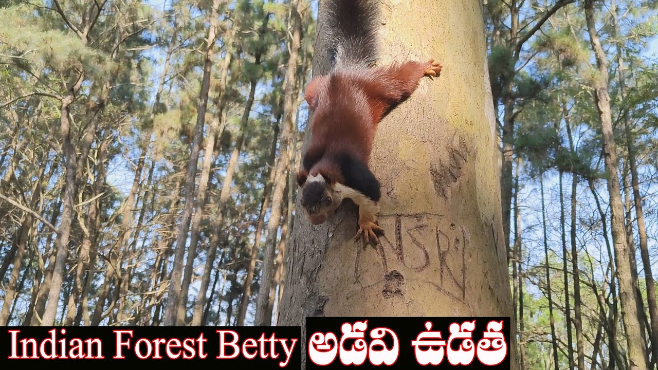 Indian Betty Vudatha Indian Forest @RamanaVideos - YouTube