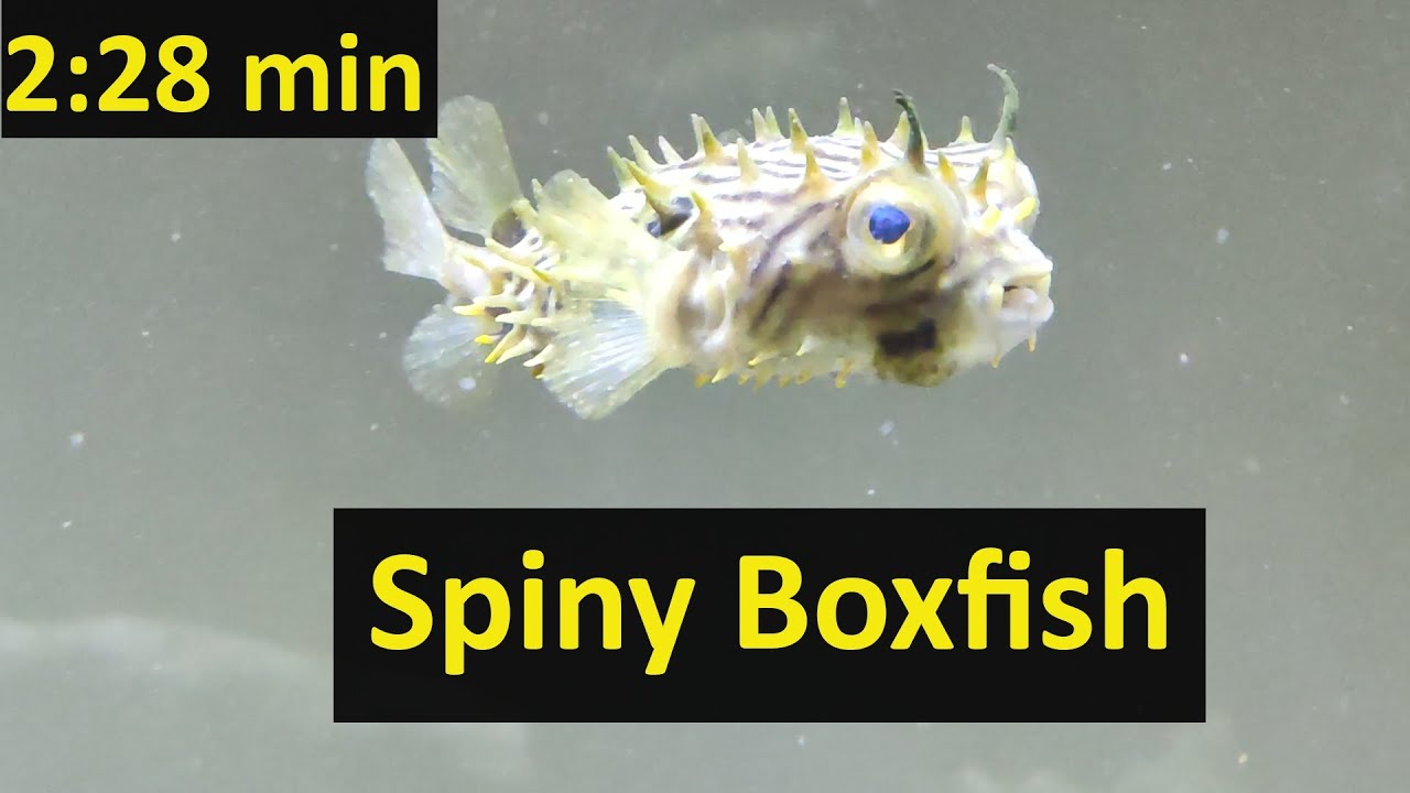 Spiny Boxfish | Spiny Box Puffer | Spiny Box Burrfish | Puffer Fish - YouTube