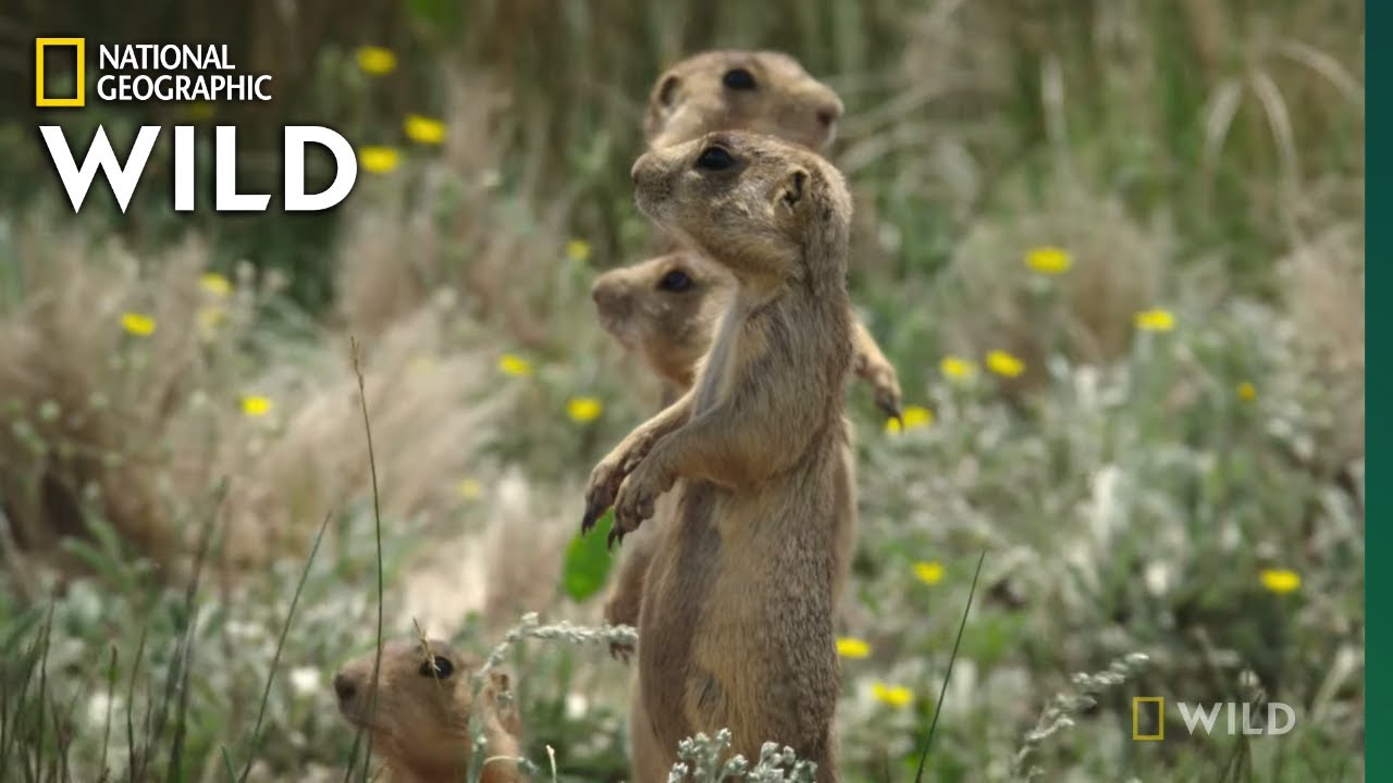Prairie Dog v. Badger Faceoff | Prairie Dog Manor - YouTube