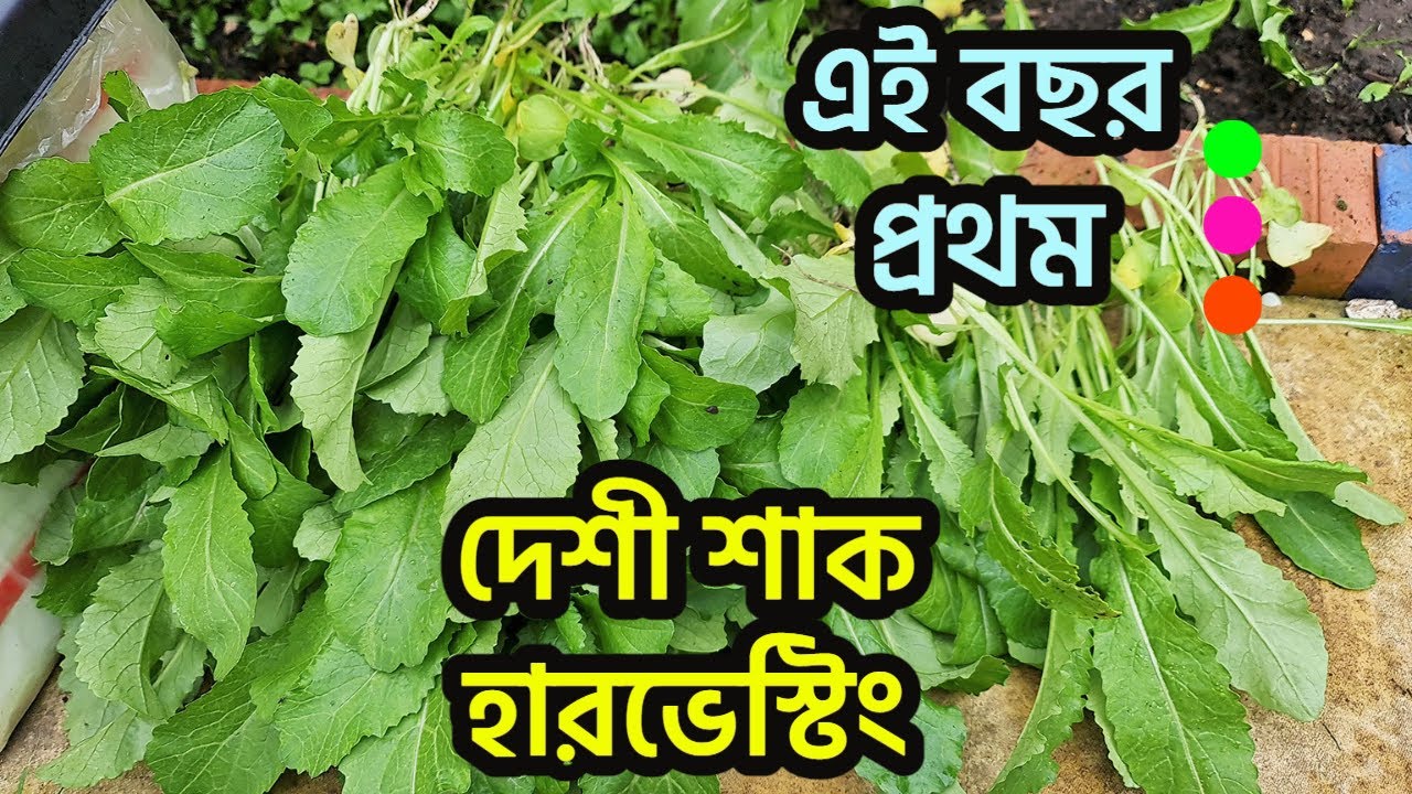 এই বছর প্রথম দেশী শাক হারভেস্টিং DESI SHAK HARVESTING | GARDENING ...