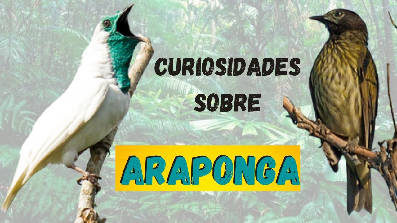 VEJA 5 CURIOSIDADES SOBRE A ARAPONGA! UMA AVE INCRÍVEL QUE TEM UM DOS ...