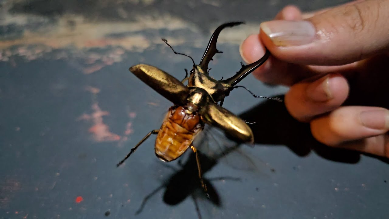 Flying Golden Stag Beetle in My Hand!!! - YouTube