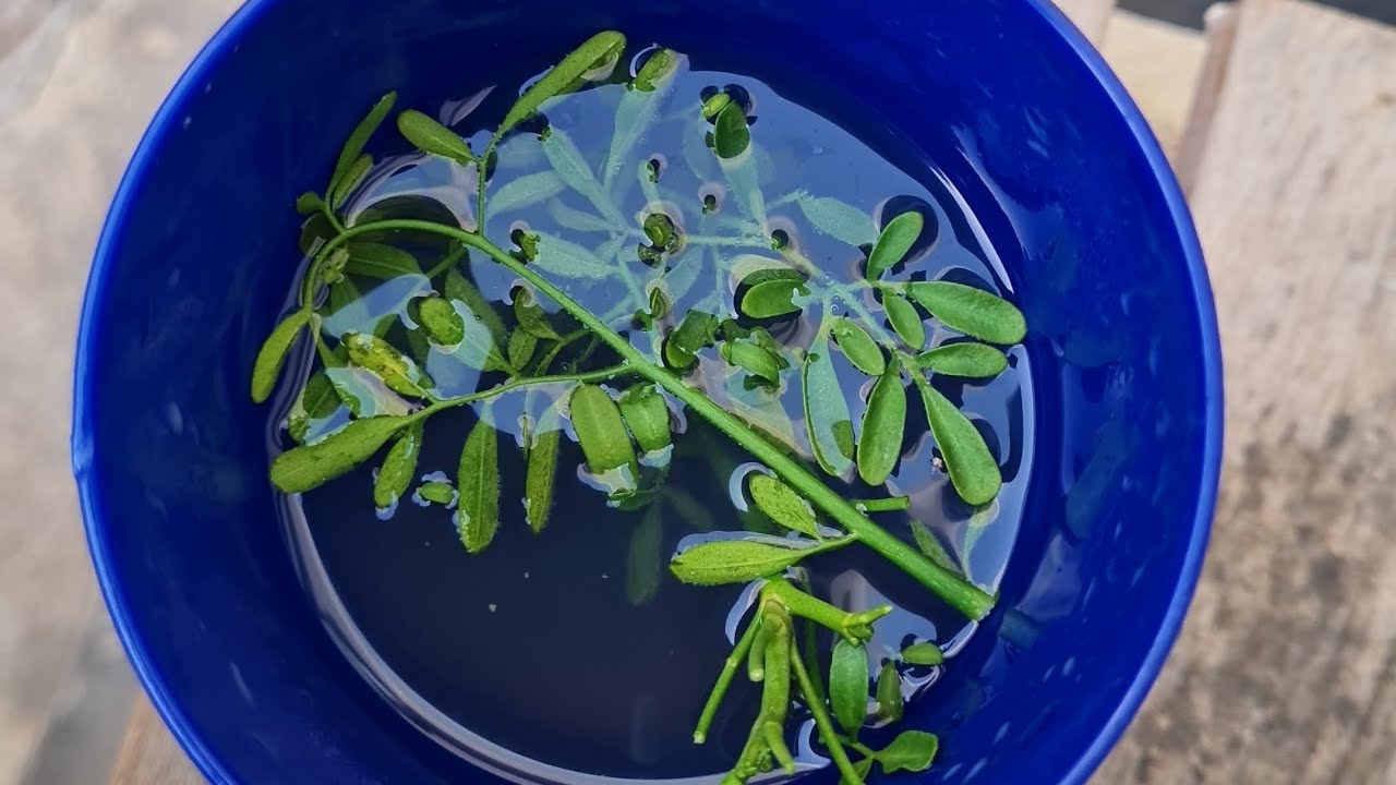 Lil Mini Dream. Like what? - YouTube