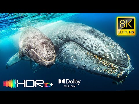 OKYANUS VAHŞİ YAŞAMI 8K HDR 120fps - 4K Video ULTRA HD - HDR10+ Dolby Vision™ #8K