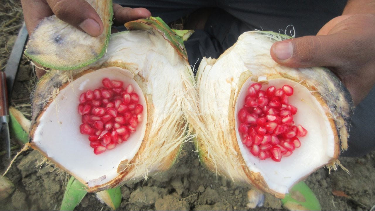 Fresh Tender Coconut Mix With Pomegranate fruit | VILLAGE FOOD - YouTube