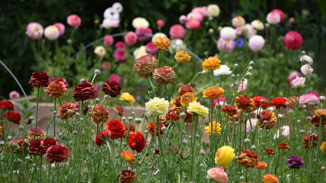 Ranunculus Flowers in Full Bloom!!! - YouTube