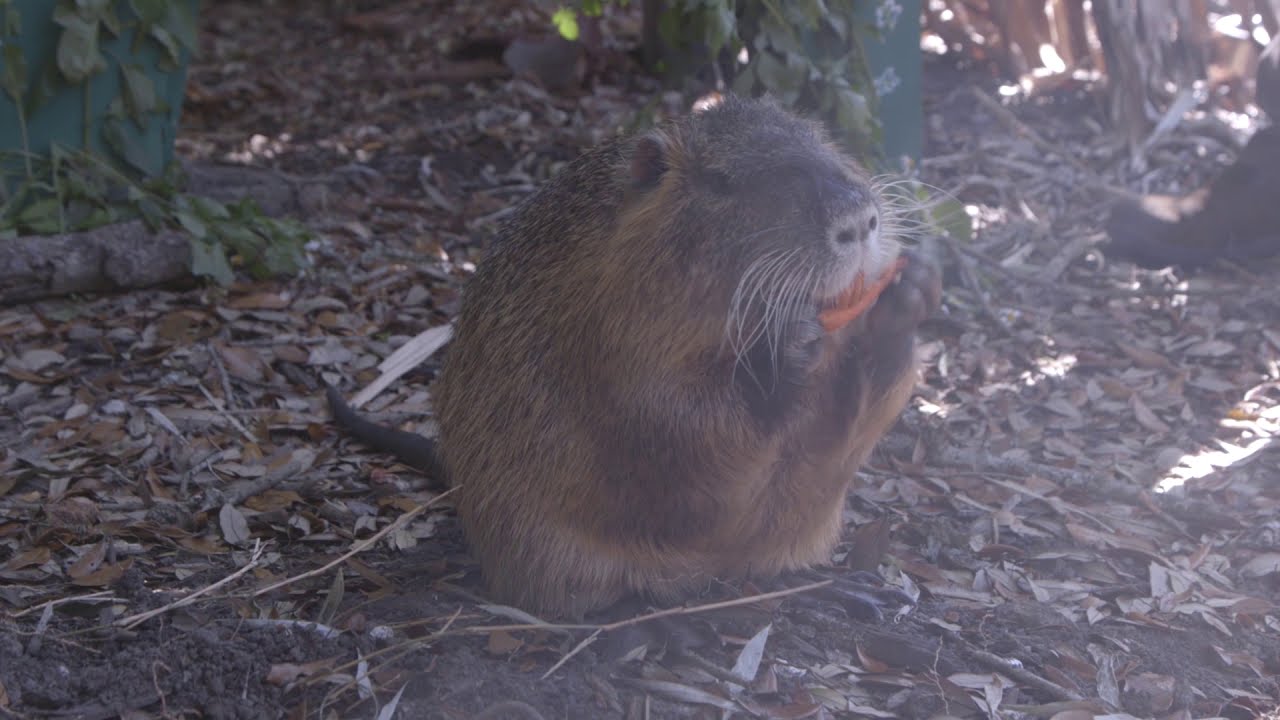 Audubon Zoo's nutria makes 2021 Groundhog Day prediction - YouTube