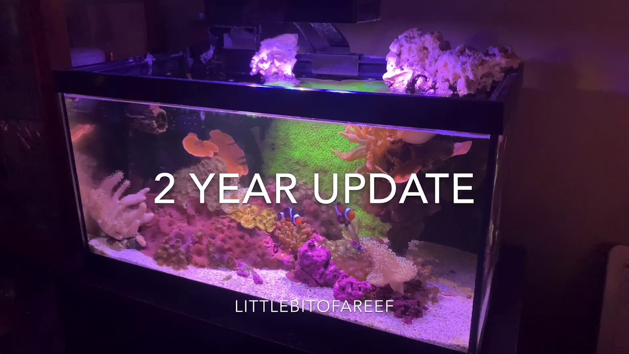 15 Gallon Reef Tank - 2 Year Update - YouTube