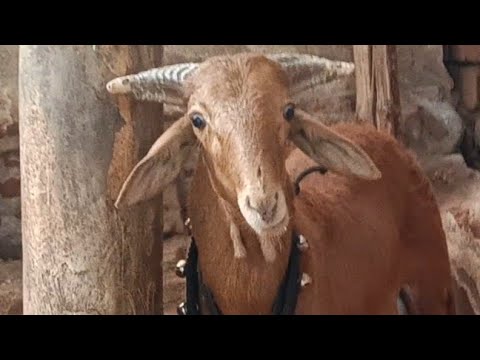 7 month ‎@ZamZamFarmsmdu @ madurai #9944626674 #sanda keda # sales ...