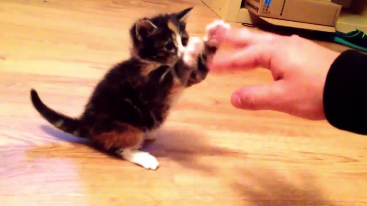 Cute Kitten Boxing Practice - YouTube