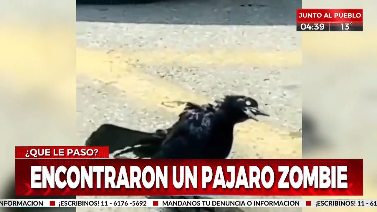 Pájaro zombie causa furor en las redes sociales - YouTube