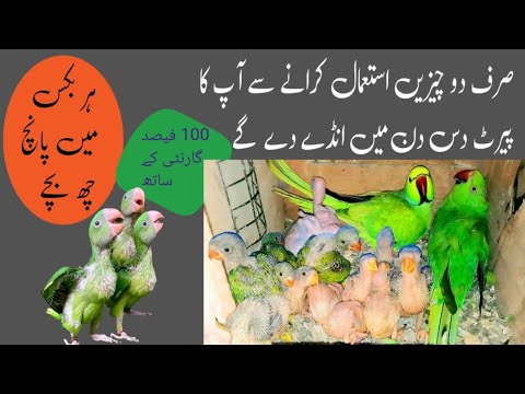 ringneck se breed lene ka tarika/breeding tips ringneck parrot - YouTube