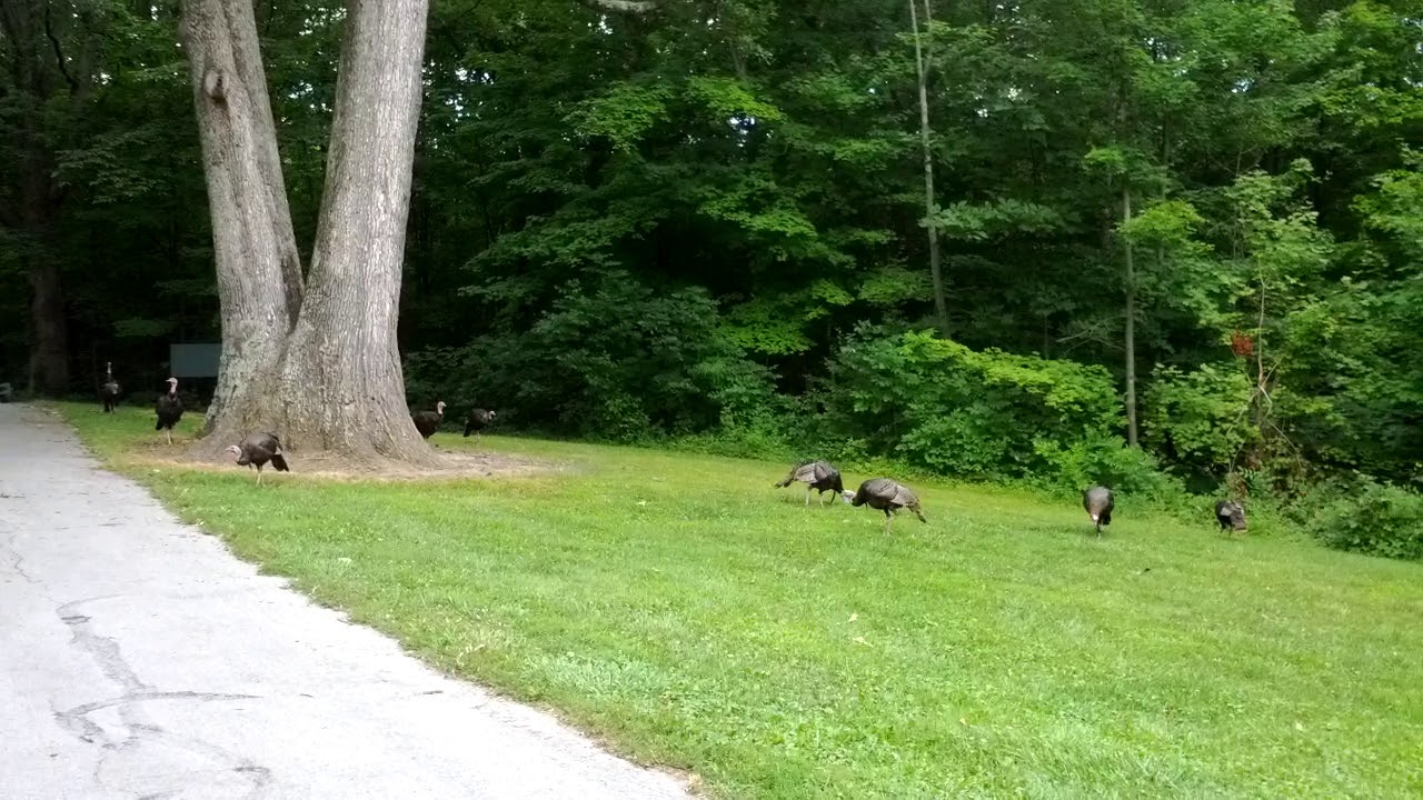 Wild Turkeys at Spring Hollow Lodge - YouTube