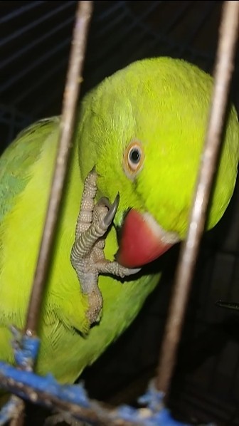 #viralvideo #parrot #mittoo #shortsvideo #shortsviral - YouTube