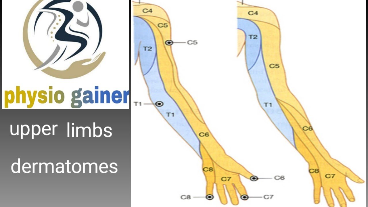 upper limb || posterior aspect || dermatomes|| physio gainer - YouTube