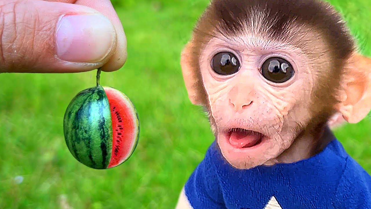 Chu Chu Baby monkey goes to harvest watermelon and drinks smoothies with puppy in the farm - YouTube