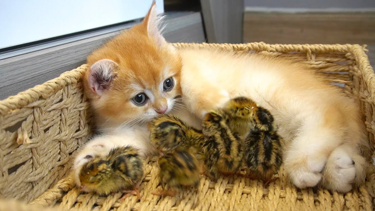 The kitten is a qualified mother of newborn birds, baby kitten take ...