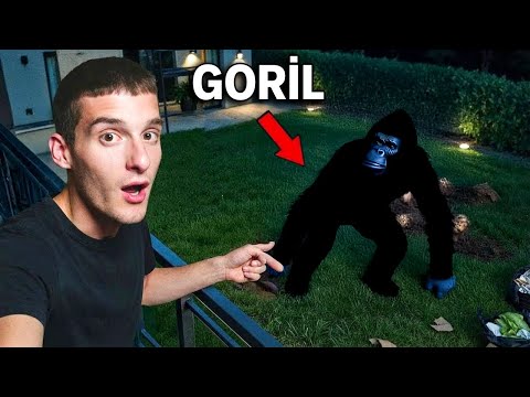 GECE 3'te EVİME GORİL GİRDİ *bittim*